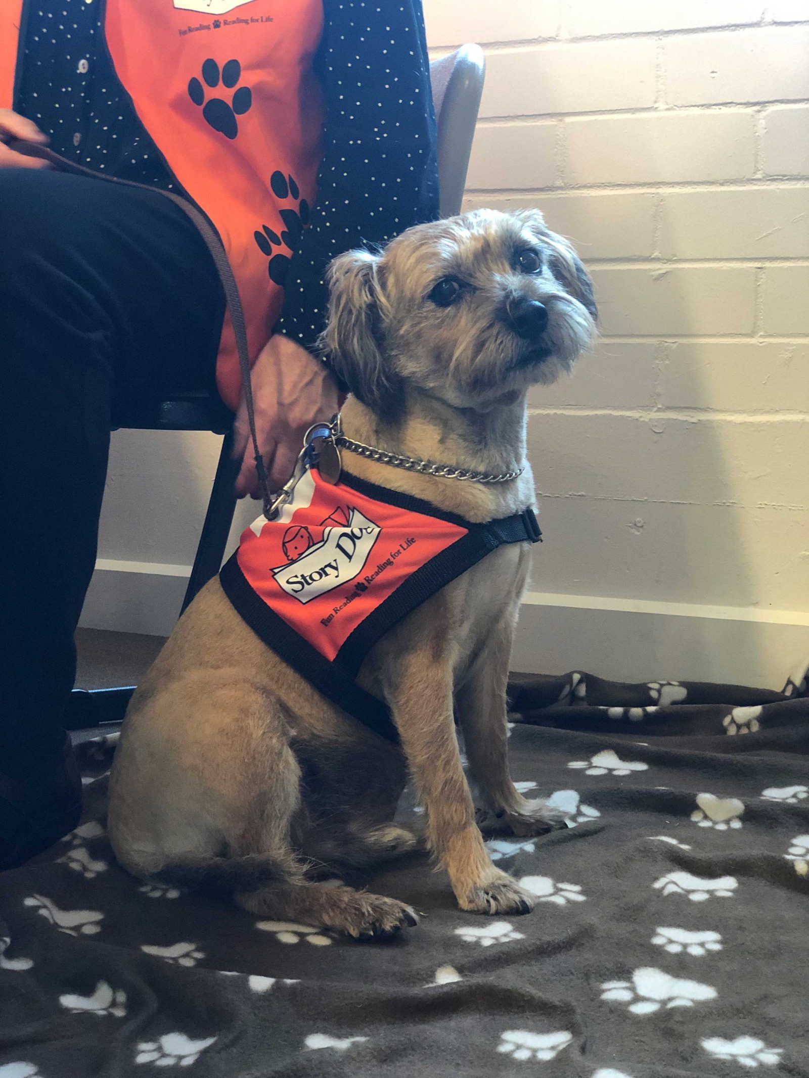 Story Dogs at Morris Hall | Melbourne Girls Grammar